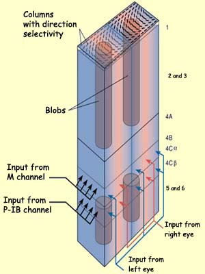 THE BRAIN FROM TOP TO BOTTOM