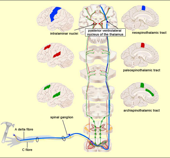 spinothalamic decussation