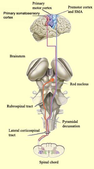 lateral premotor cortex