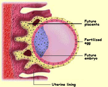 syncytium placenta