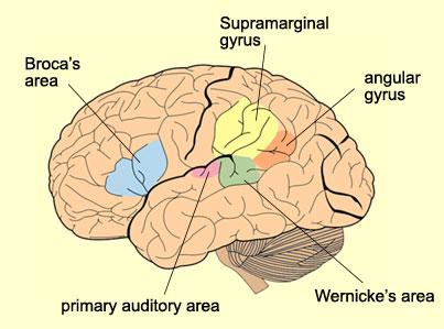 angular gyrus area