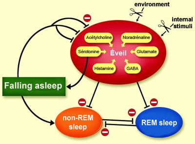 how does acetylcholine affect sleep
