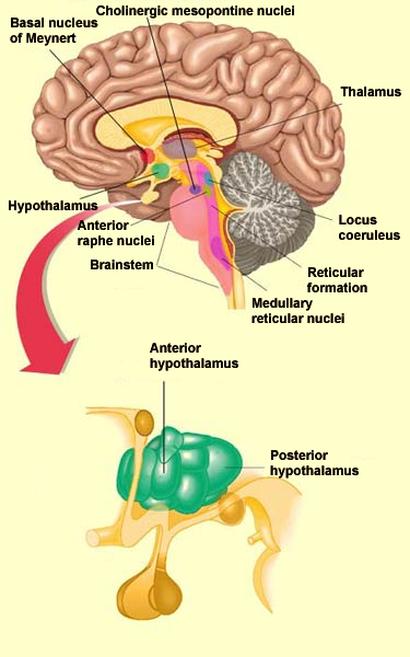 locus coeruleus pons