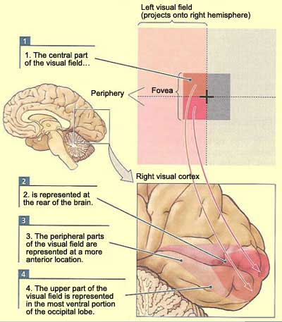 secondary visual cortex area
