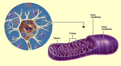 nerve cell mitochondria