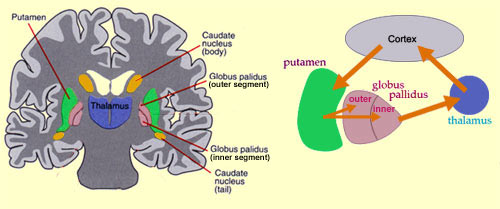 how does the motor cortex work
