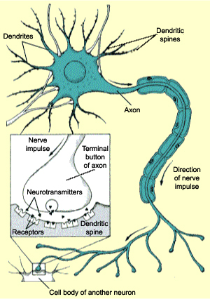 terminal buttons function in neuron