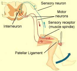 patellar reflex nerve