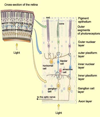 retina cell layers