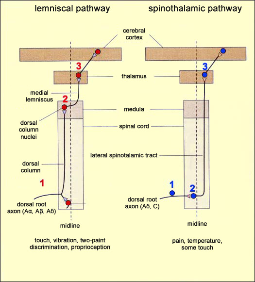 spinothalamic pathway ipsilateral or contralateral