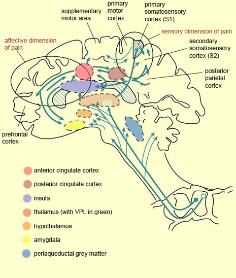 anterior cingulate cortex role