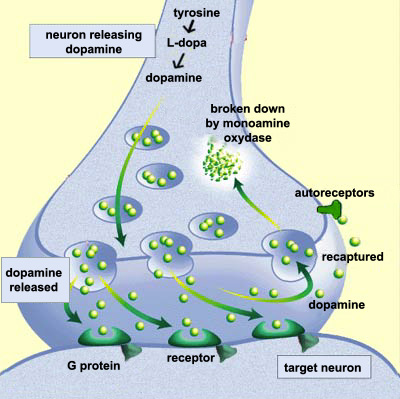 dopamine synaptic cleft