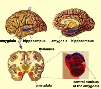 amygdala function example