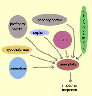 amygdala and hippocampus function