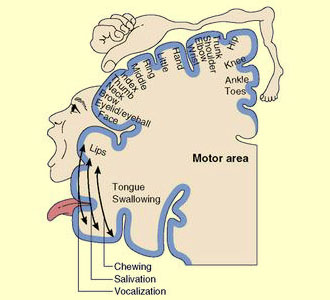 supplementary motor area function