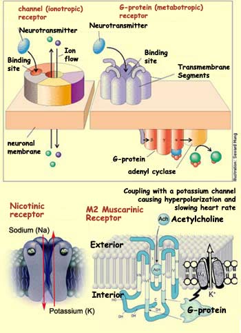 neuromuscular junction example