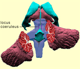 locus coeruleus cross section