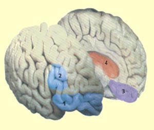 what is the orbitofrontal cortex