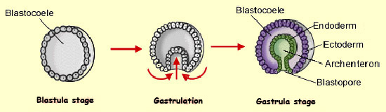 human blastulation