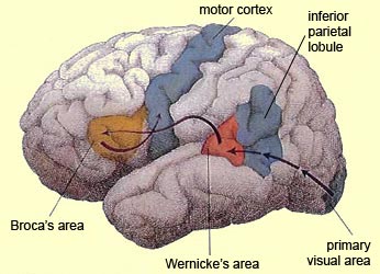 sub parietal lobule
