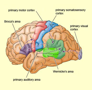 inferior parietal cortex function