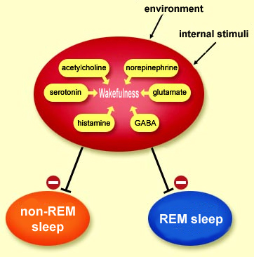 how does acetylcholine affect sleep