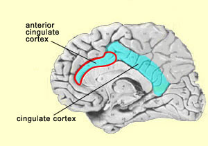 anterior cingulate cortex and insula